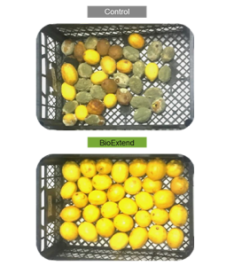 Bio-Fungicides | Nanomik Biotechnology | Microencapsulated Biopesticides